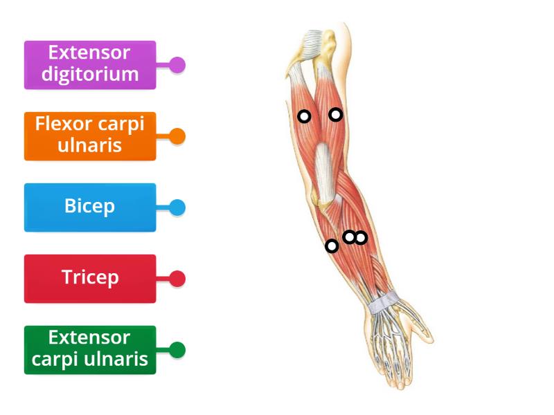 Muscles of the arm - Labelled diagram