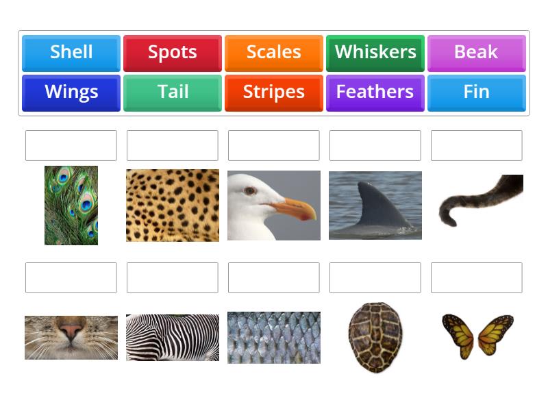 Animal Body Parts - Match up