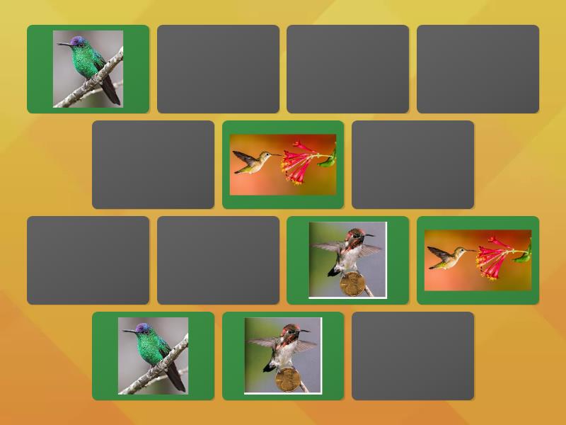 Match the Hummingbirds - Matching pairs