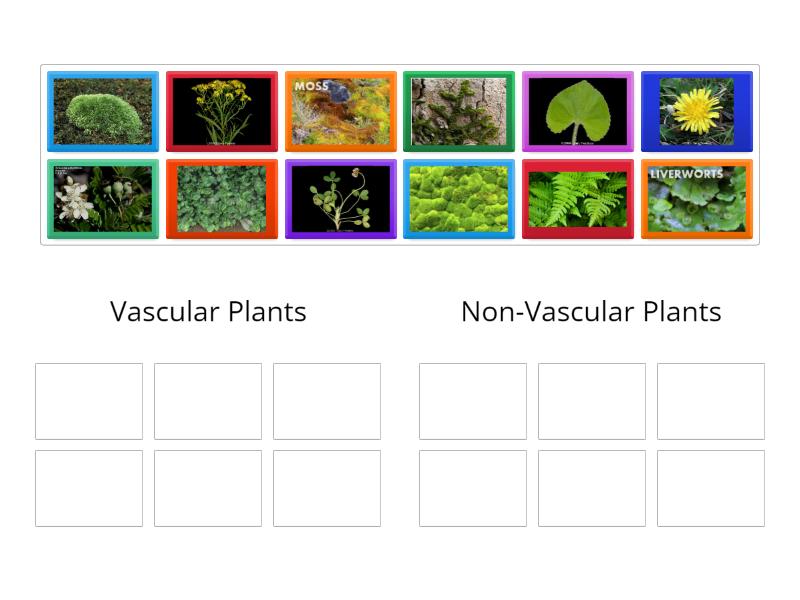 Vascular and non-vascular plant sort - Group sort