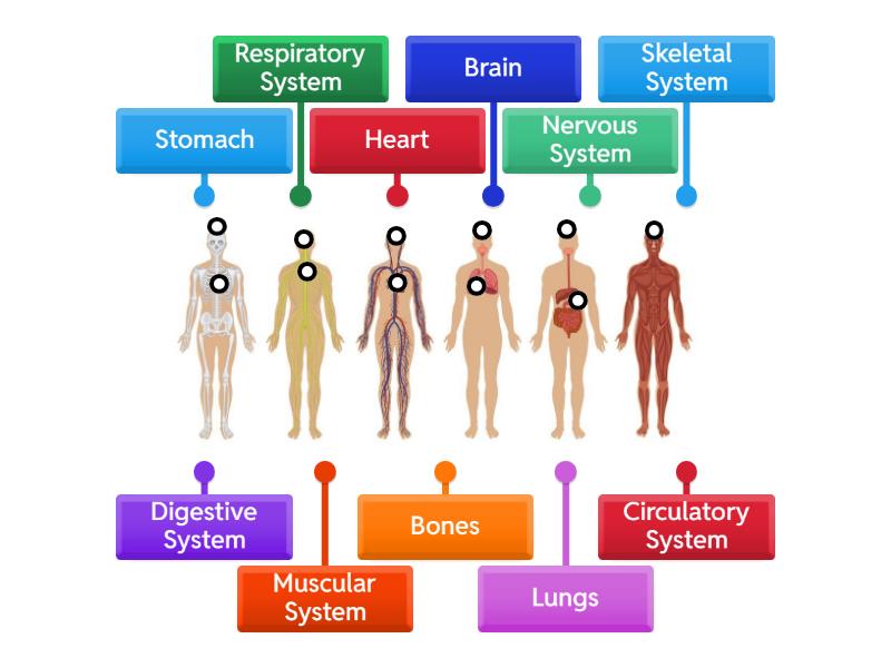Human Body Systems - Labelled diagram