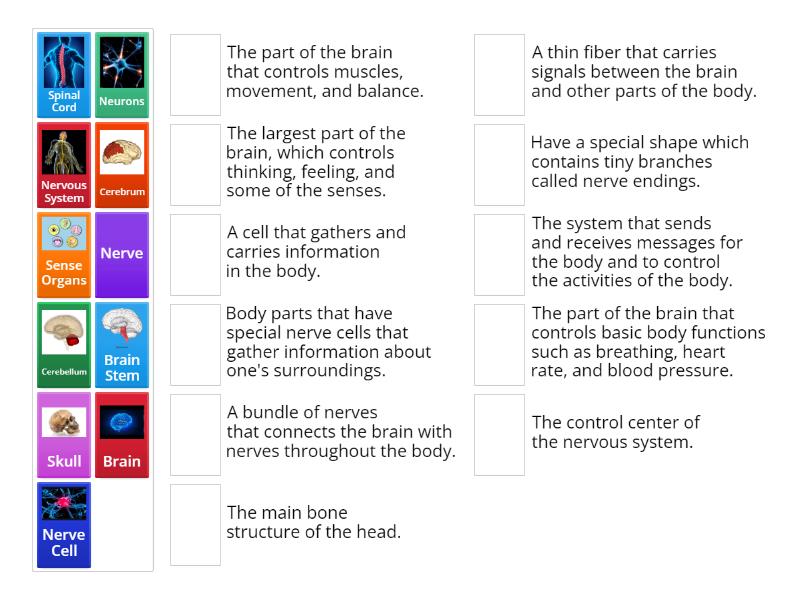 Nervous System Matching - Match up
