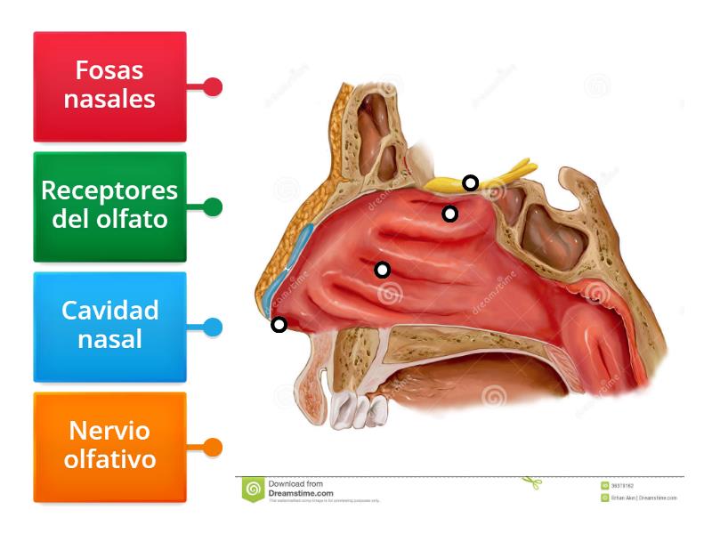 Partes de la nariz - Diagrama con etiquetas