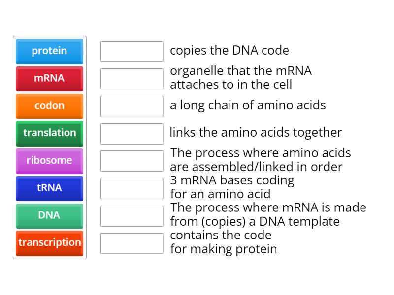 Protein synthesis vocabulary - Match up