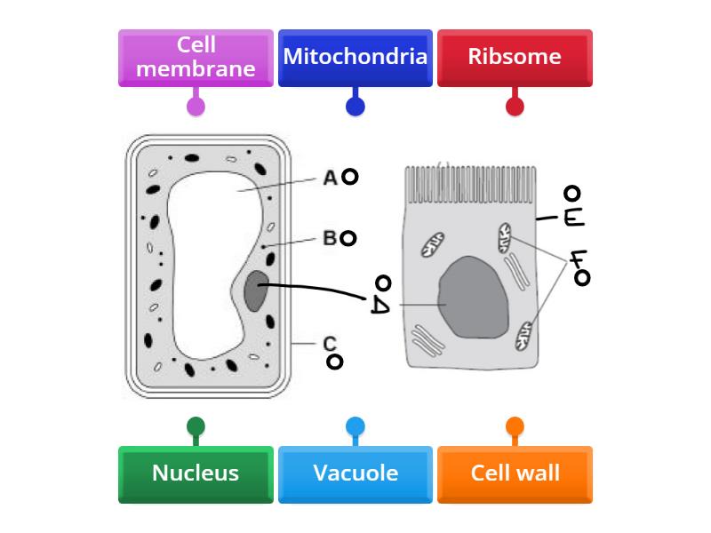 Plant and animal cells (eukaryotic cells) - Labelled diagram