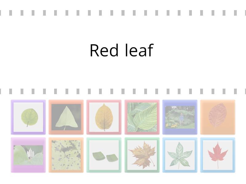 Leaf Adjectives - Find the match
