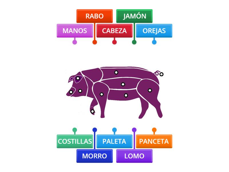 PARTES DEL CERDO - Labelled diagram