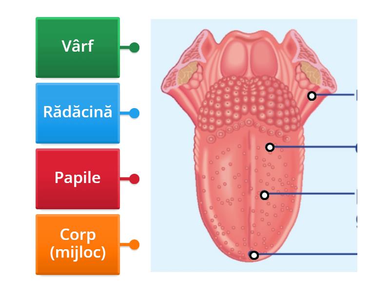 Limba Organ Al Gustului Labelled Diagram