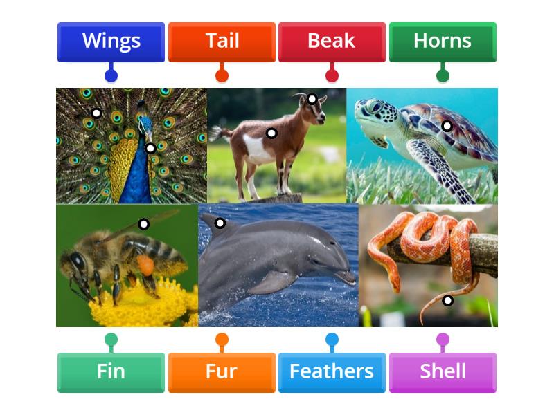 Animal body parts - Labelled diagram