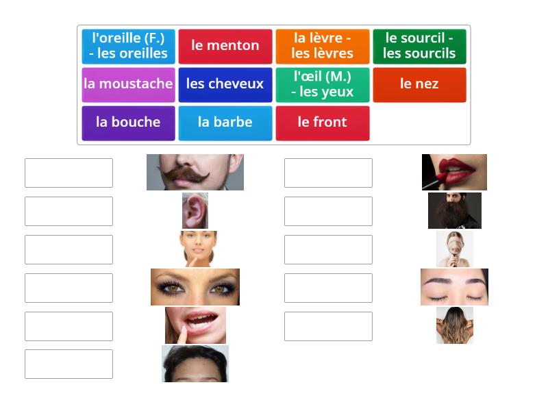 Les parties du visage - Match up
