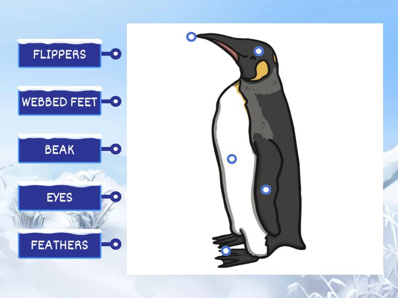Label the Penguin - Labelled diagram