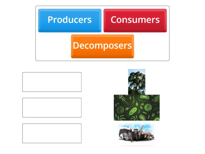 Living components of Ecosystem - Match up