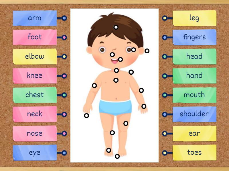 Parts of the body - Labelled diagram