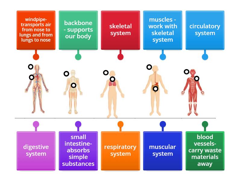 All human organ systems- Label Diagram 2 - Labelled diagram