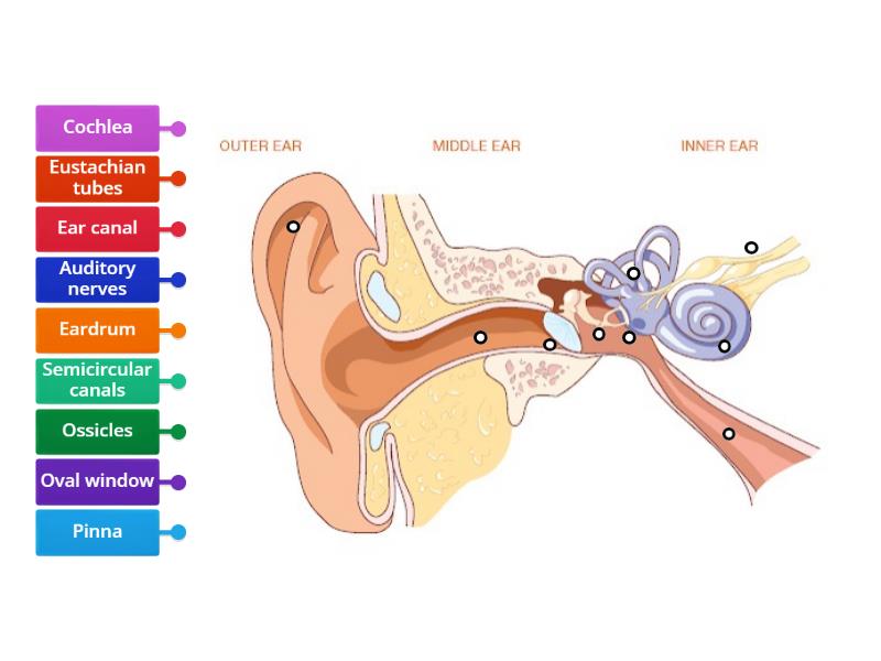 Parts of the Ear - Labelled diagram