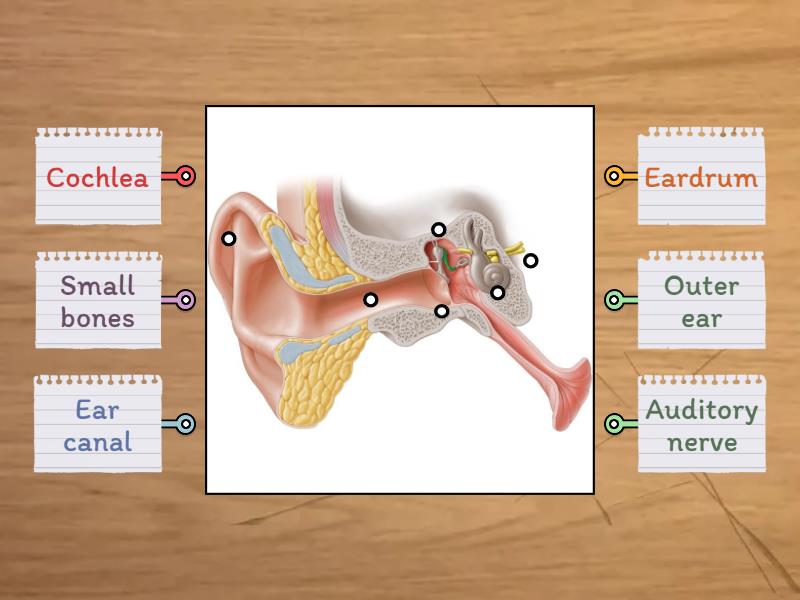 Hearing- BASIC 1. MV - Labelled diagram