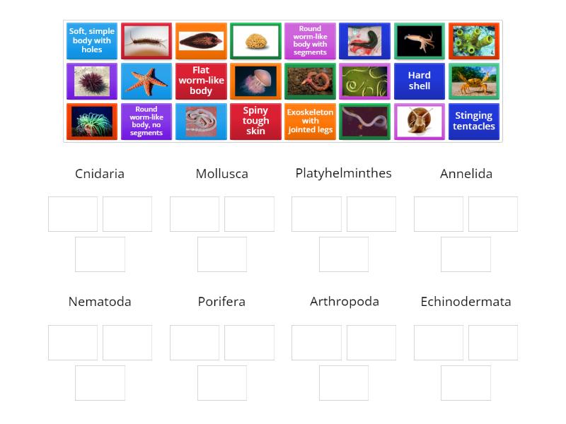 Year 7 Biology - Classifying Invertebrate Phyla - Group sort