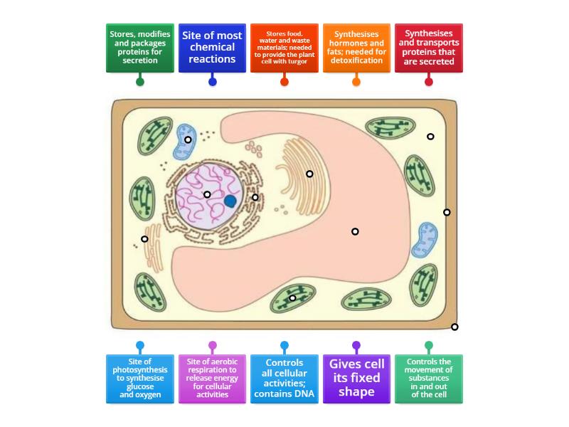 Diagram of a plant cell (level 2) [Pure Bio] - Labelled diagram