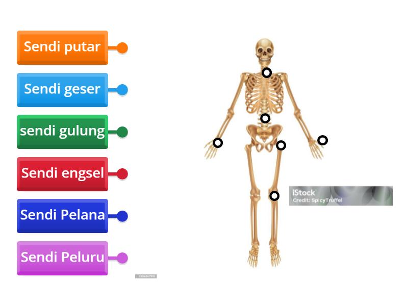 Macam-macam sendi - Diagrama con etiquetas
