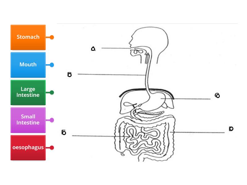 The Digestive System - Labelled diagram