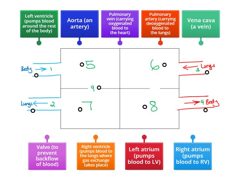 Medium diff - Heart - box diagram for AQA - Labelled diagram