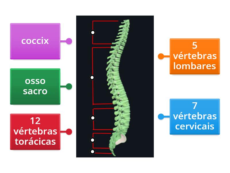 Ossos da coluna vertebral - Imagem com legenda