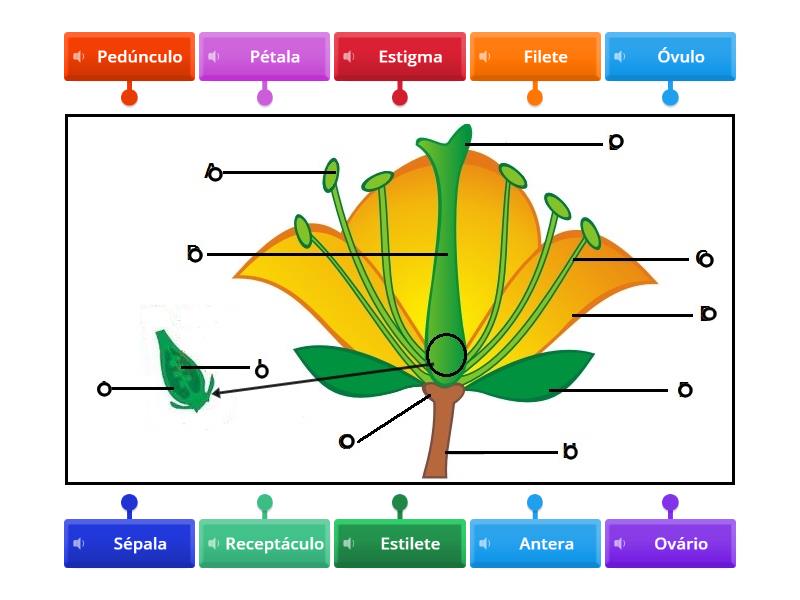 Partes de uma Flor - Labelled diagram
