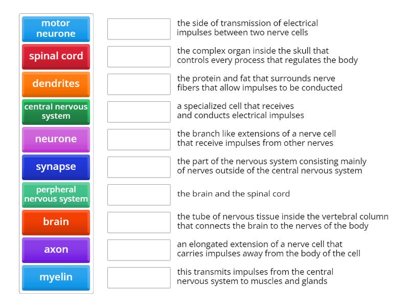 8th Grade - Brain Functions Quiz - Une las parejas
