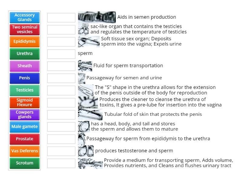 Animal Science - Male Reproductive System - Match up