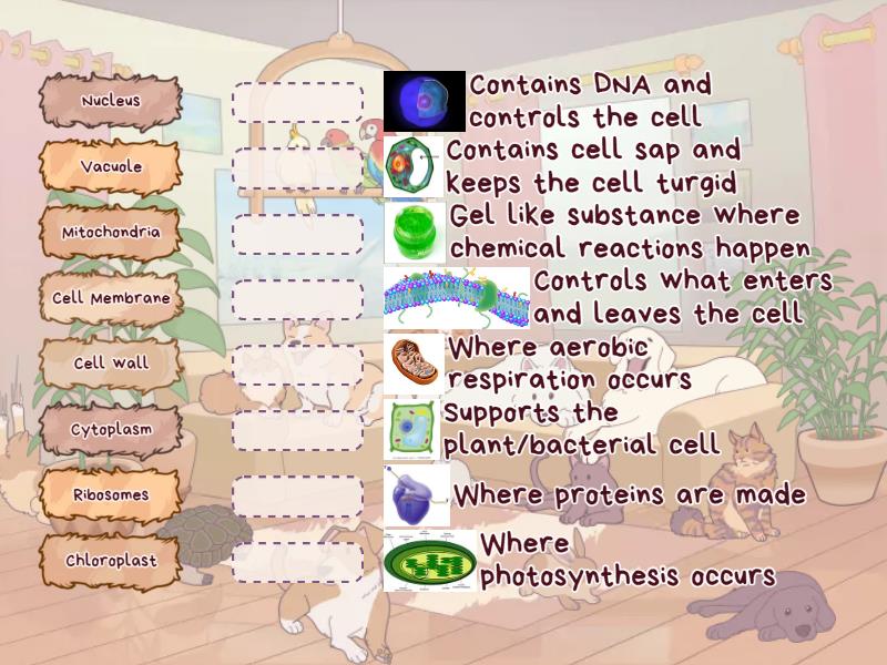 Animal and Plant Cells AQA GCSE Biology - Match up