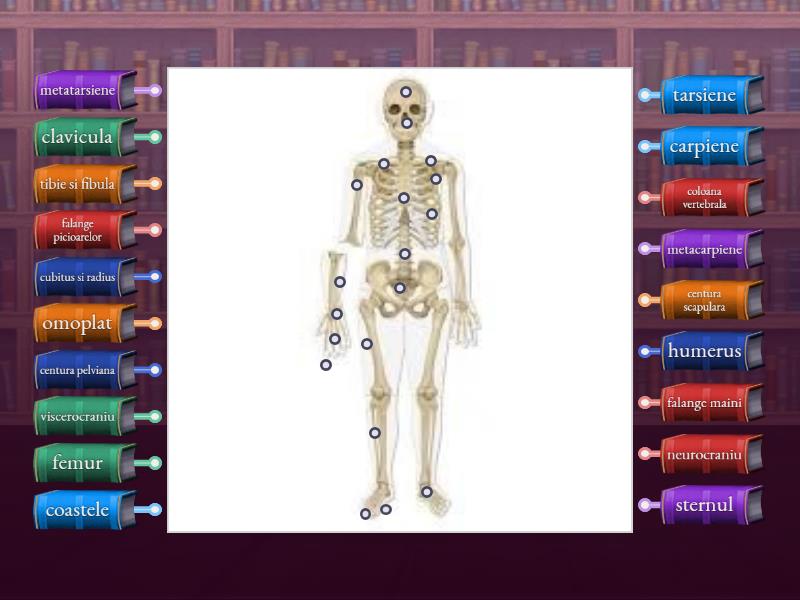 Scheletul uman - Diagramă etichetată