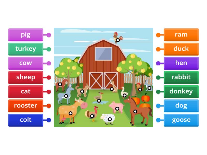 Domestic animals - Labelled diagram
