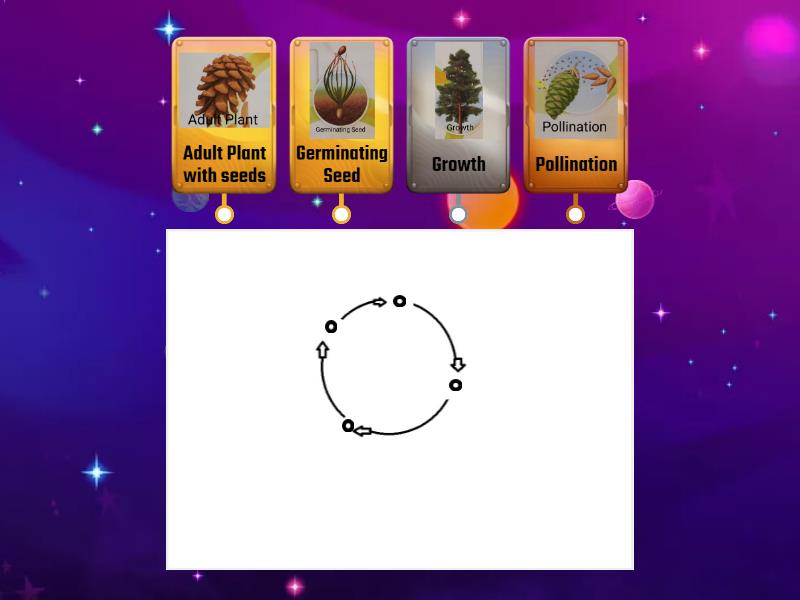 Cycle of a Conifer plant - Labelled diagram