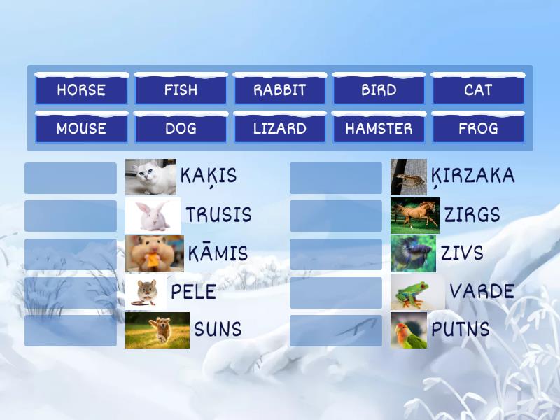 PETS GRADE 2 - Une las parejas