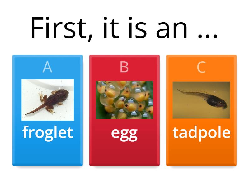 Frogs - Quiz