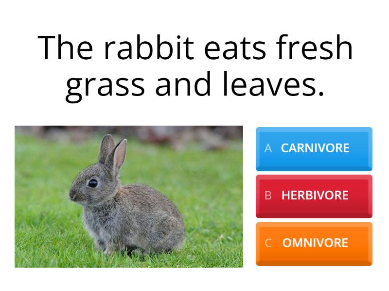 Carnivore, herbivore or omnivore? - Quiz