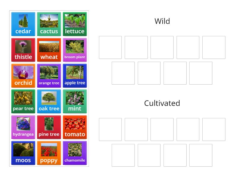 Wild or cultivated plants? - Group sort