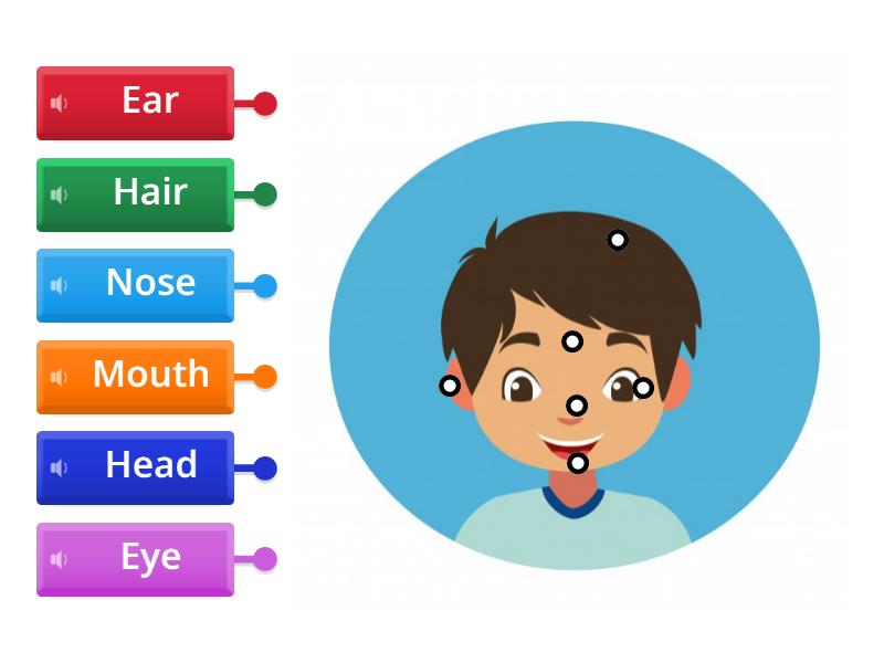 Parts of the face - Labelled diagram
