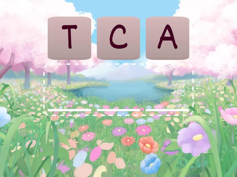 CVC Words - Anagrama