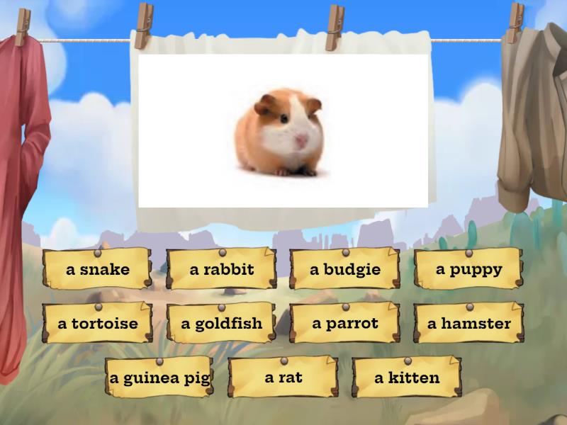 FORM 3 Unit 4 Our pets Lesson 1 In a pet shop Lesson 2 Our Pets - Find the match