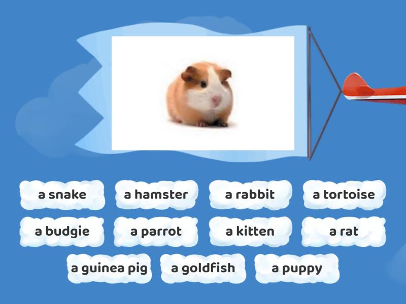FORM 3 Unit 4 Our pets Lesson 1 In a pet shop Lesson 2 Our Pets - Cada oveja con su pareja