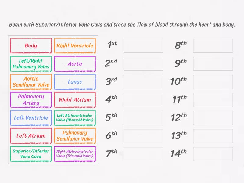 Blood Flow Through the Heart - Rank order