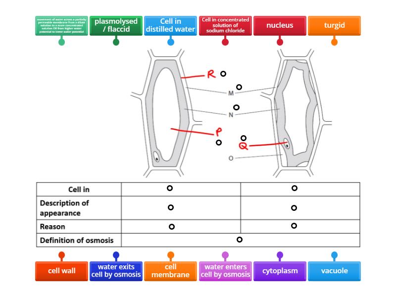 Osmosis in plant cells - Labelled diagram
