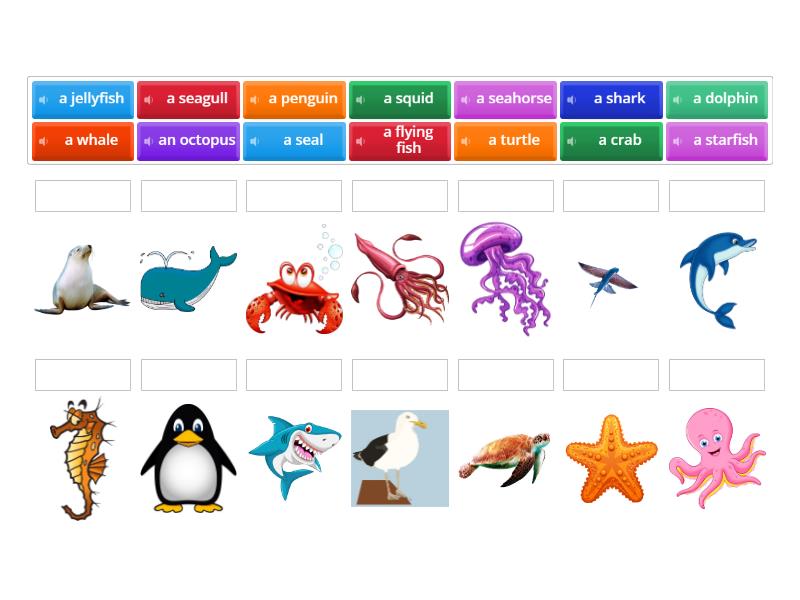 Kid's Box 3 Unit 7 - Sea animals - Match up