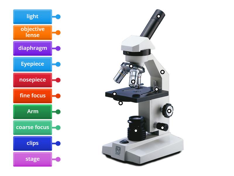 labeling the microscope - Labelled diagram