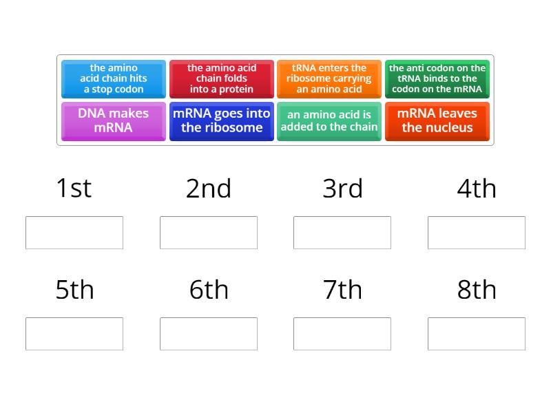 protein synthesis order - Group sort