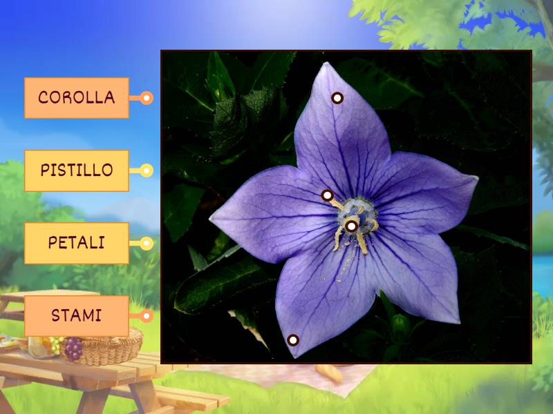 Le parti del fiore - Labelled diagram