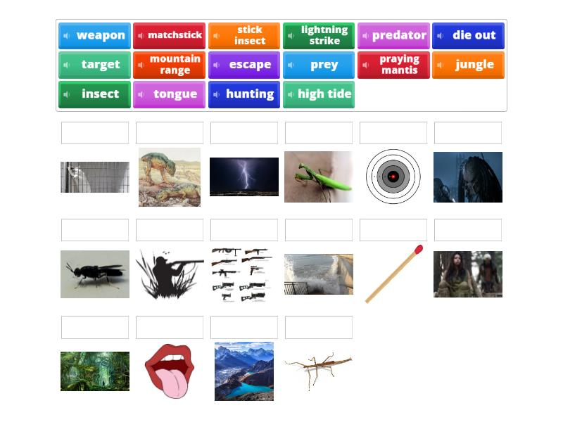 Chameleons (vocabulary) - Match up