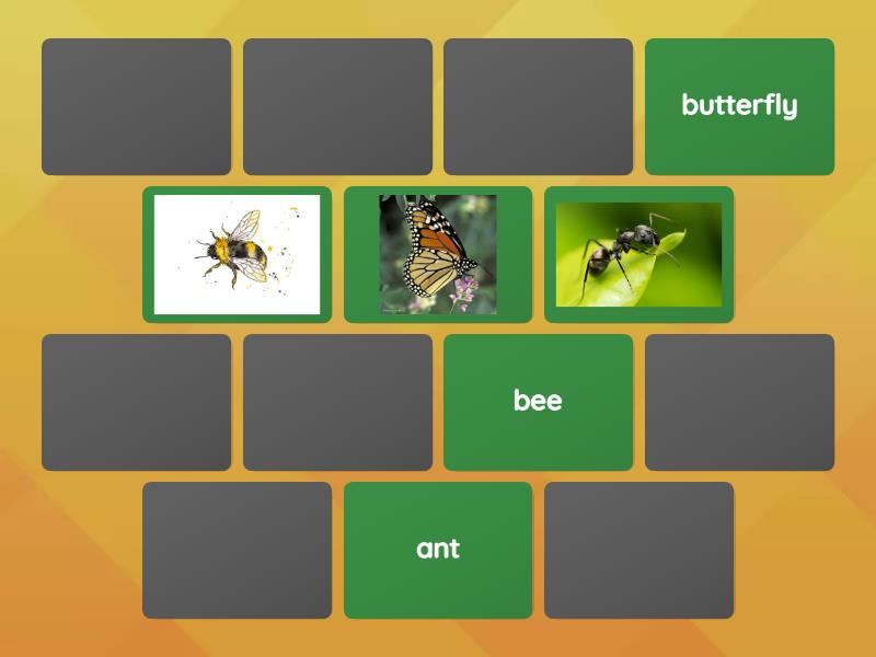 insect pair up - Matching pairs