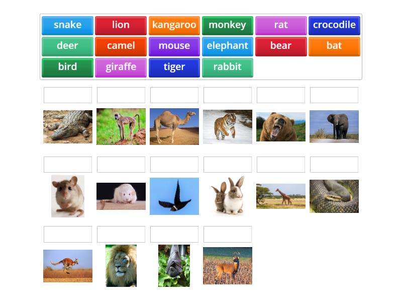 Wild animals - Match up